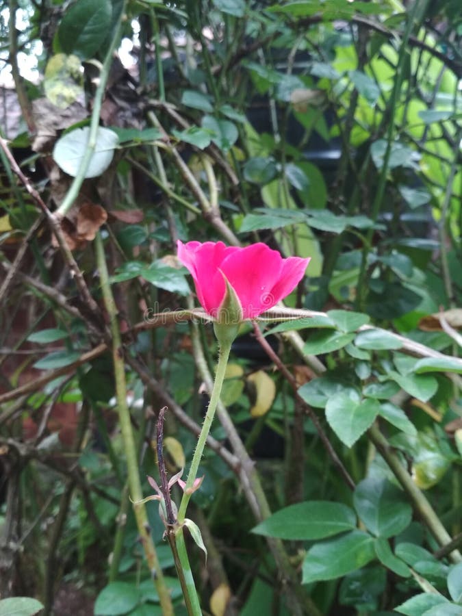 Eye catching Dark red rose stock image. Image of leaf - 192868221