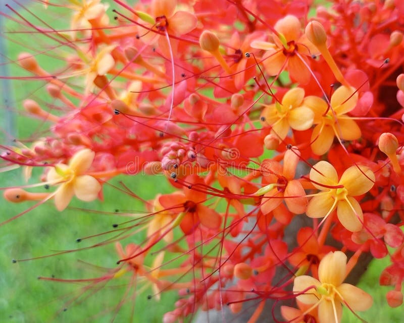 Eye Catching Flower Clusters Stock Image - Image of catching, clusters ...