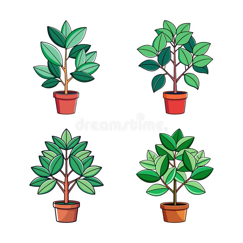 Eye-Catching Rubber Tree Plant Illustration Stock Vector - Illustration ...