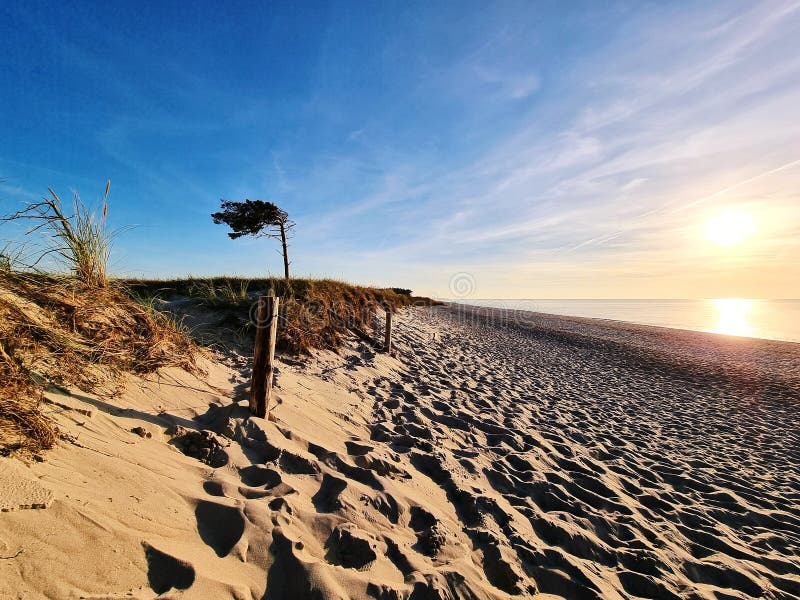 Eye-catching Tree on the Beach at Sunset in a Quiet Atmosphere Stock ...