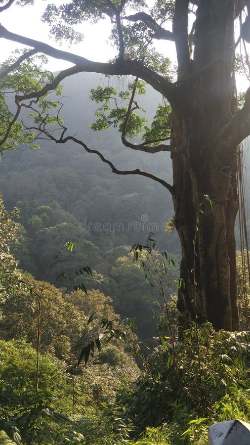 Eye-catching Views of Trees Stock Image - Image of trees, catching ...