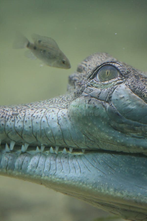 Eye contact stock photo. Image of crocodile, aquarium - 6400600