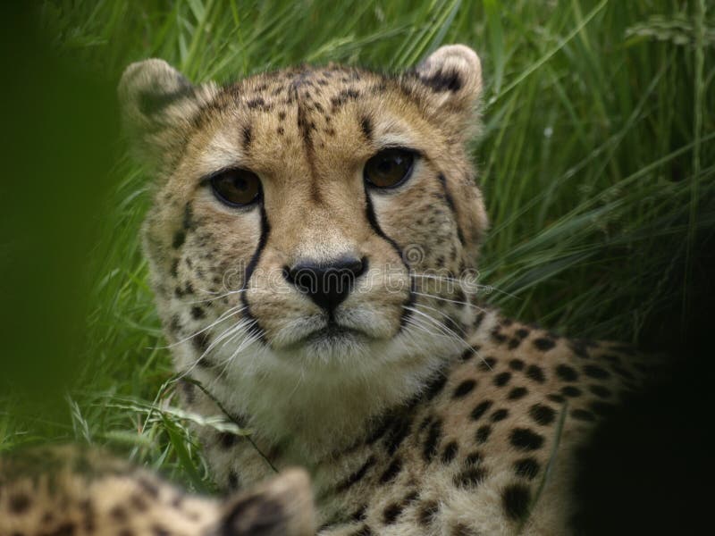 Eye contact stock photo. Image of animal, contact, female - 33985524