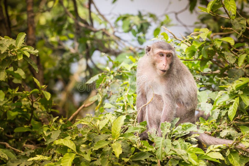 Fat monkey eating grass stock photo. Image of relax, nature - 44437376