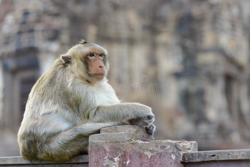 Eye Contact from MonkeyMonkey Waiting Something Stock Image - Image of ...
