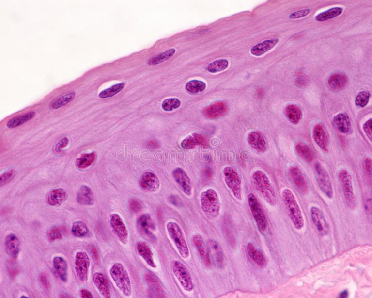 Stratified Columnar Epithelium Stock Photos - Free & Royalty-Free Stock ...