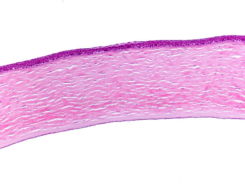 Eye. Cornea layers stock image. Image of showing, sclera - 220382479