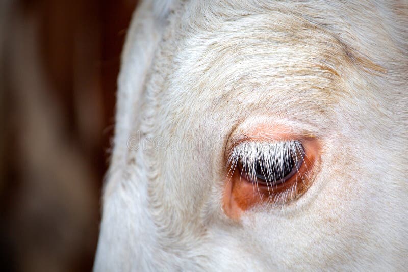1,432 Cow Eyelash Stock Photos - Free & Royalty-Free Stock Photos from ...
