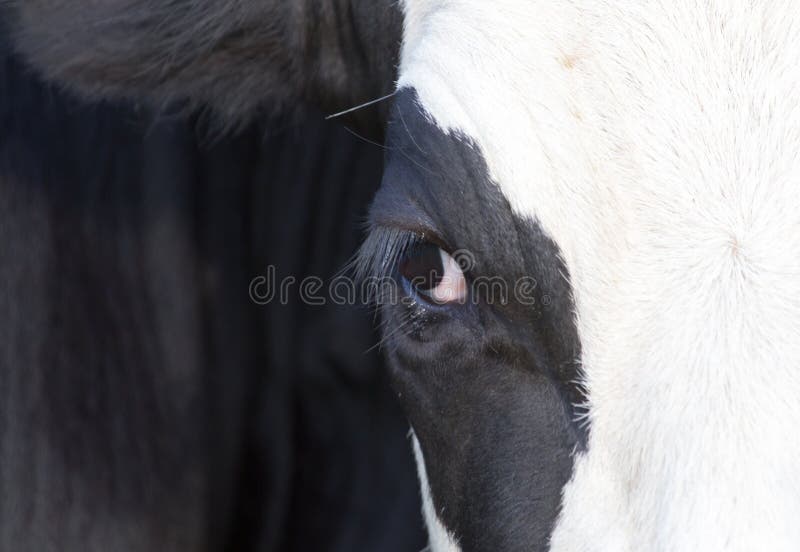Cow eye with reflection stock image. Image of color - 125087989