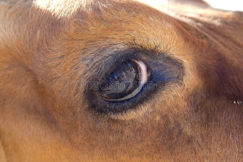 Eye cows stock photo. Image of reflective, looking, detail - 101155586