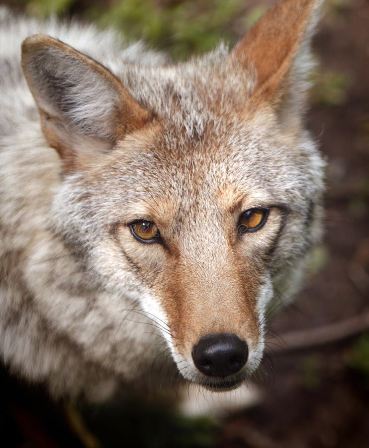 Eye of the Coyote Portrait stock image. Image of wisconsin - 8924069 Eye of the Coyote Portrait stock image. Image of wisconsin - 8924069