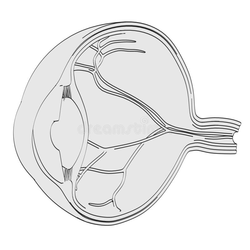2d Eye Stock Illustrations – 467 2d Eye Stock Illustrations, Vectors ...
