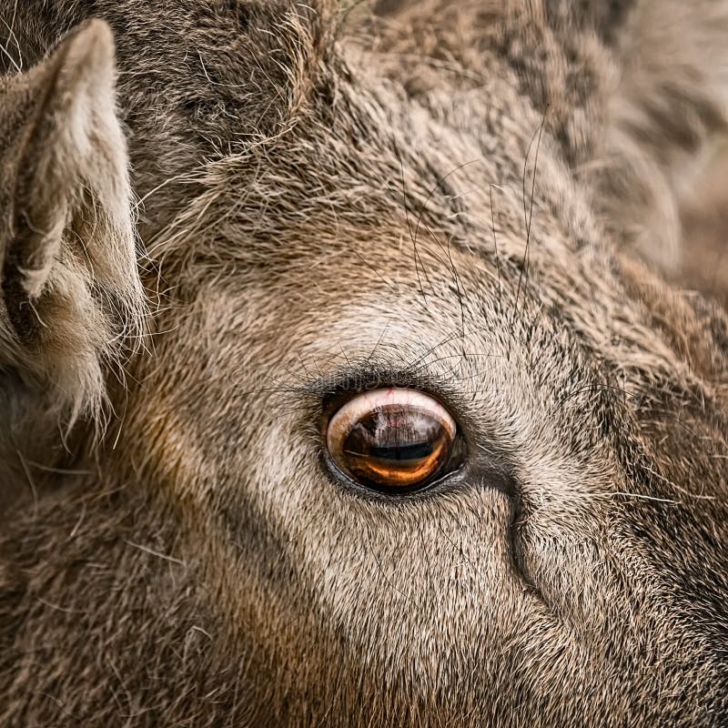 Eye of a deer stock photo. Image of deer, ungulate, animal - 220955204