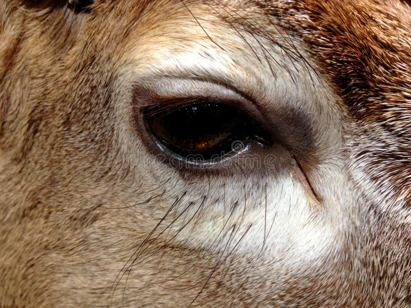 Eye of deer/reindeer stock image. Image of deer, reindeer - 27951729