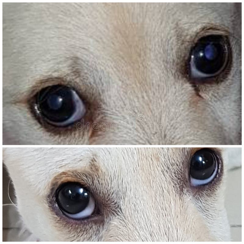 The eye dog stock photo. Image of animal, whit, white - 137031668