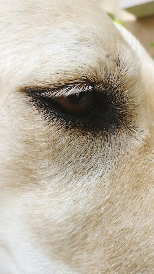 Eye stock photo. Image of crazy, white, cute, dogs, labrador - 84328194