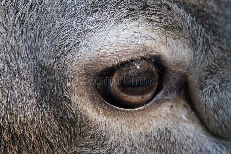 Eye of a donkey stock image. Image of nature, macro, donkey - 45889003