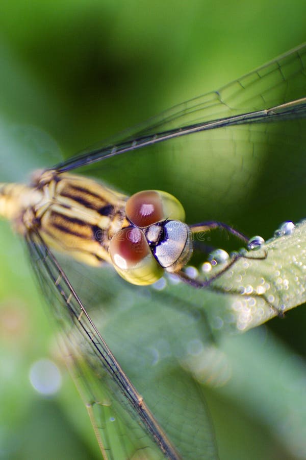 The Eye of a Dragonfly stock photo. Image of close, macro - 279764160