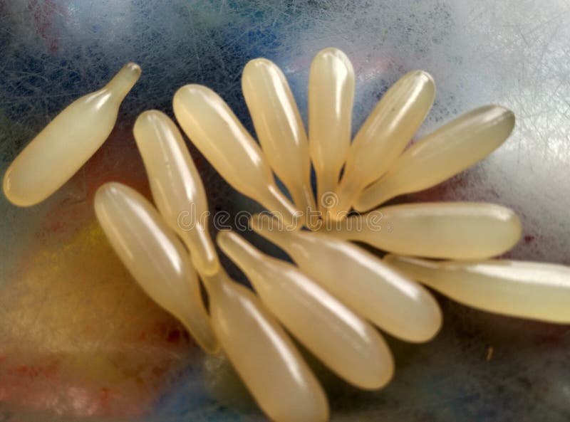 Eye drop capsules stock photo. Image of infection, cure - 197124184