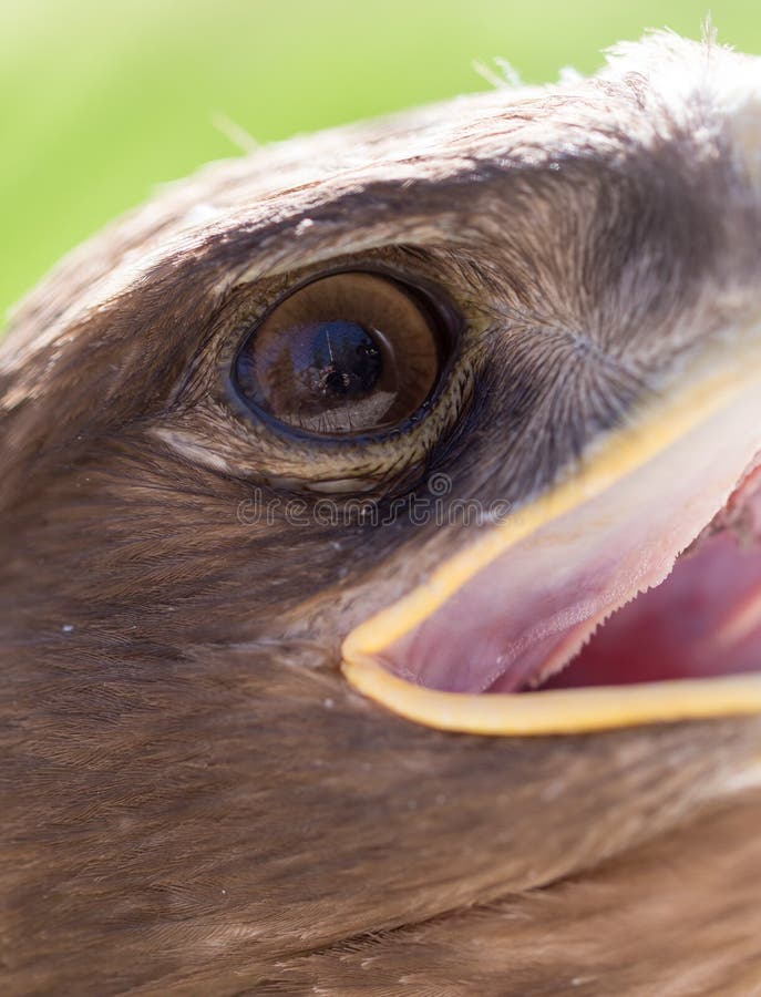 The Eye of an Eagle in Nature Stock Image - Image of freedom, brown ...
