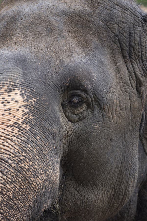 Eye elephant stock image. Image of pattern, alone, brown - 34714149