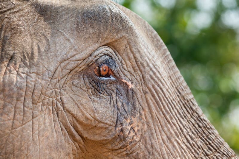 Eye of elephant stock image. Image of beautiful, animal - 51675231
