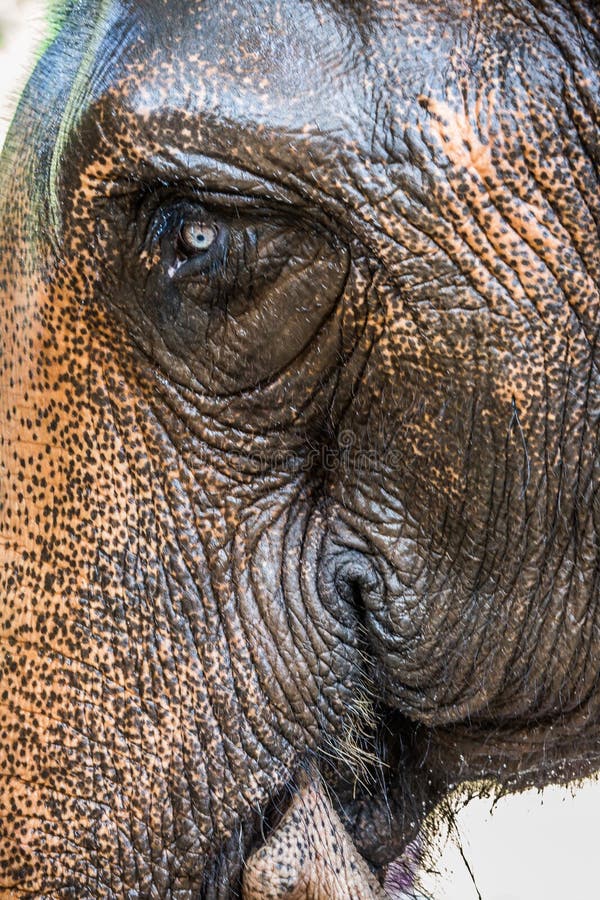 Eye of the elephant stock photo. Image of ears, alone - 112066574