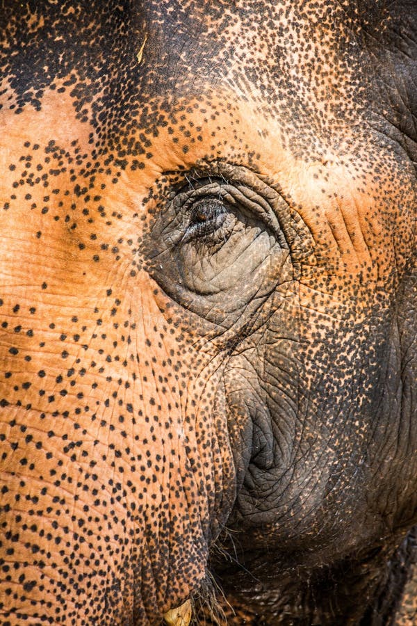 Elephant Eye Lashes South Africa Stock Photos - Free & Royalty-Free ...