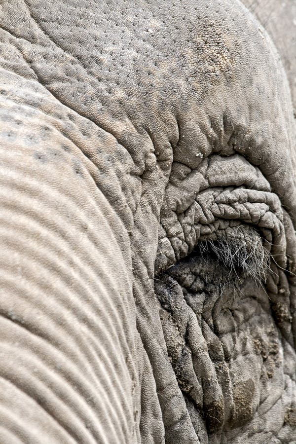 Elephant Eye Lashes In South Africa Stock Image - Image of wildlife ...