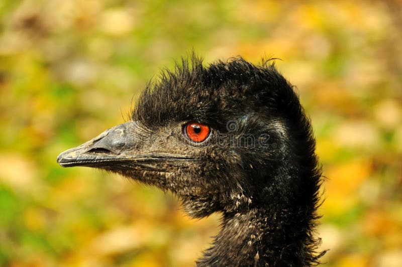 Eye of an emu stock photo. Image of ornithological, flightless - 11690634