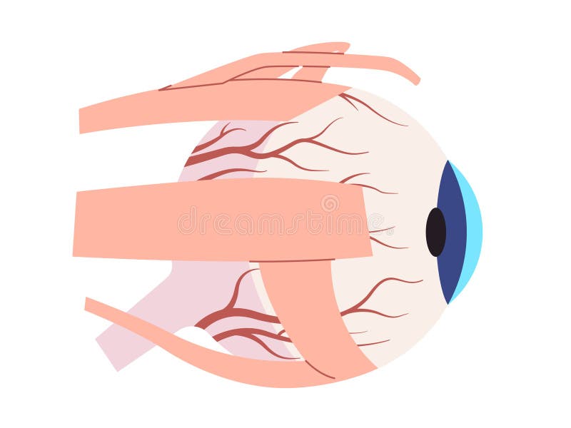 Eye External Anatomy with Muscles and Structures Illustration Including ...