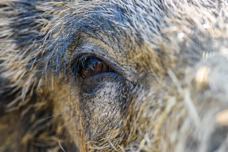 Eye in Eye with a Wild Boar Stock Image - Image of wildlife, deer: 71730095
