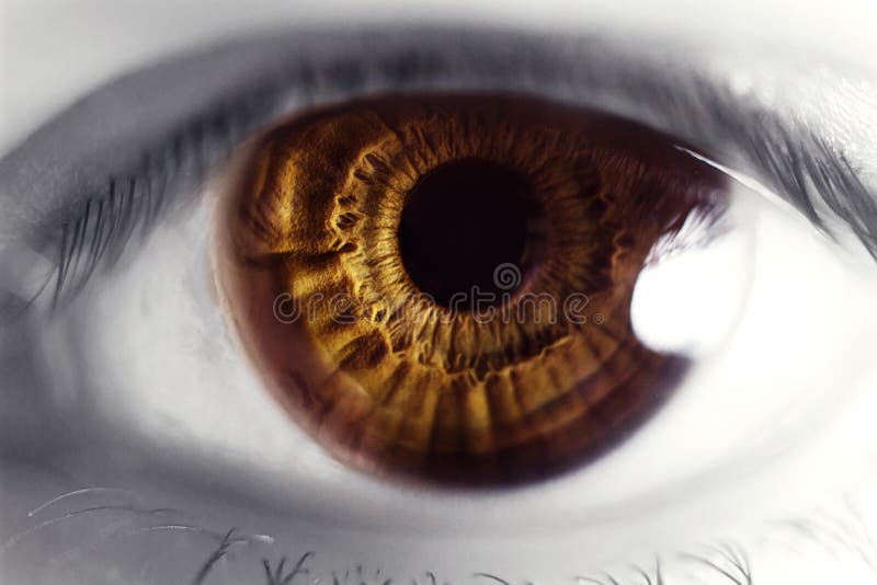 Eye, eyeball stock photo. Image of life, sharpsightedness - 38485104
