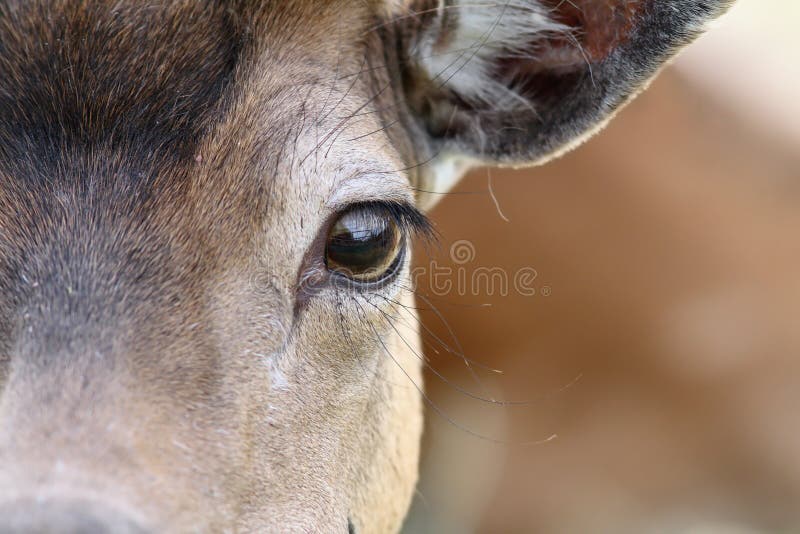 12,848 Deer Eye Stock Photos - Free & Royalty-Free Stock Photos from ...