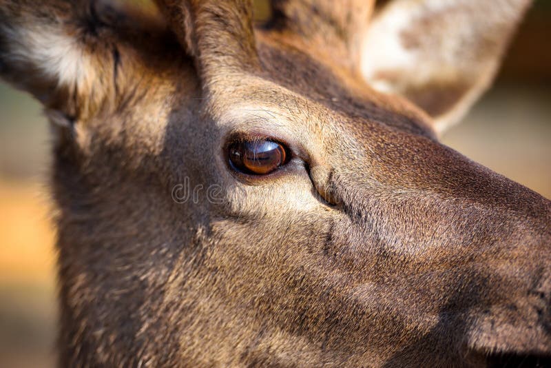 Eye of a Fallow Deer. Macro Image Stock Image - Image of head, wildlife ...
