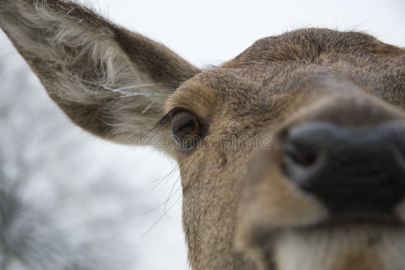 Eye of a female red deer stock photo. Image of female - 28132544