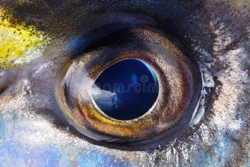 Fish With Eyes Close Together at Anthony Barajas blog