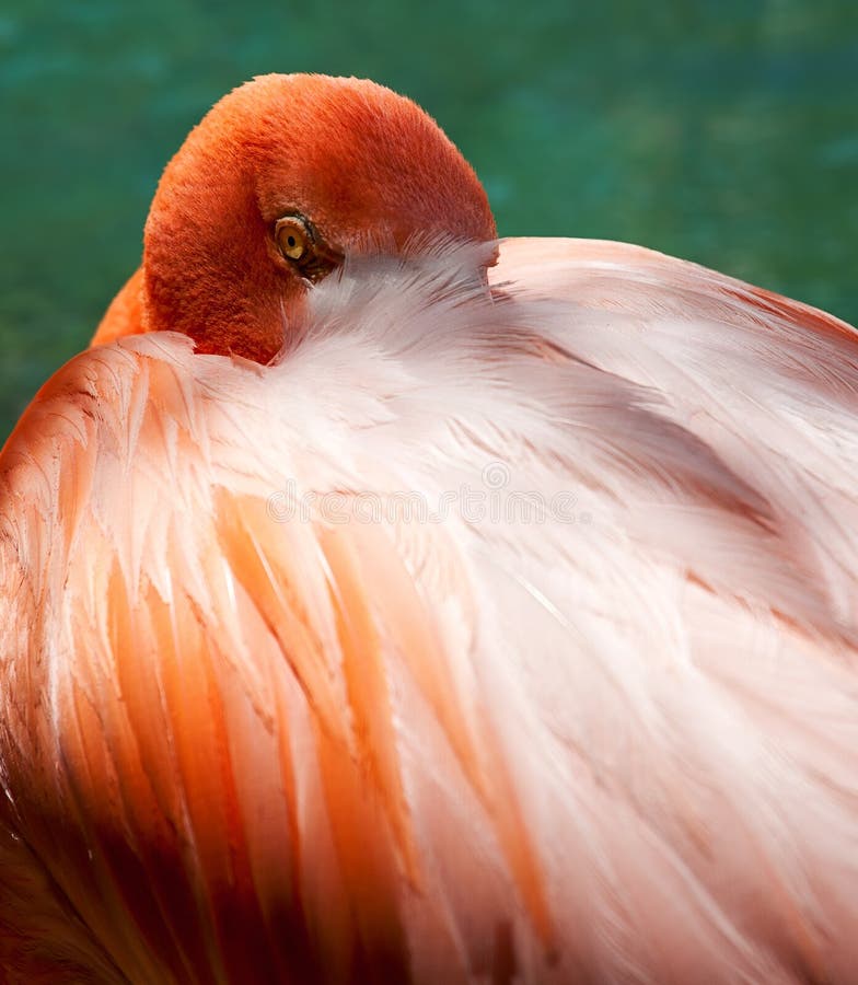Eye of the Flamingo stock photo. Image of tropics, natural - 17270812