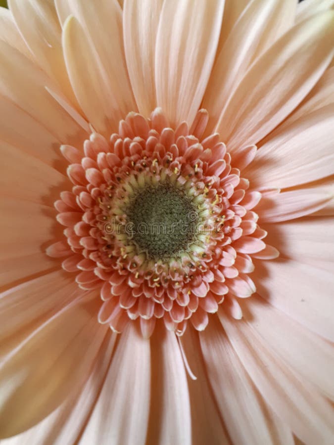 Eye of a Flower stock image. Image of close, beautiful - 128352743