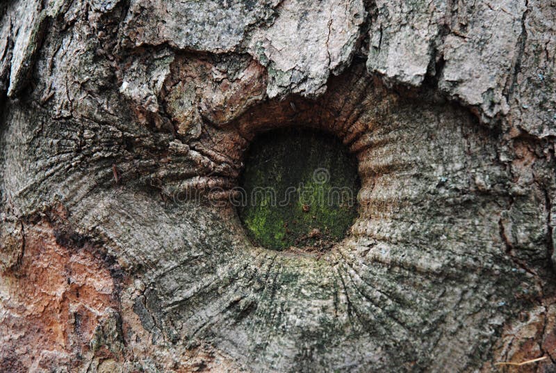 The eye of the forest stock image. Image of bark, tree - 103386463