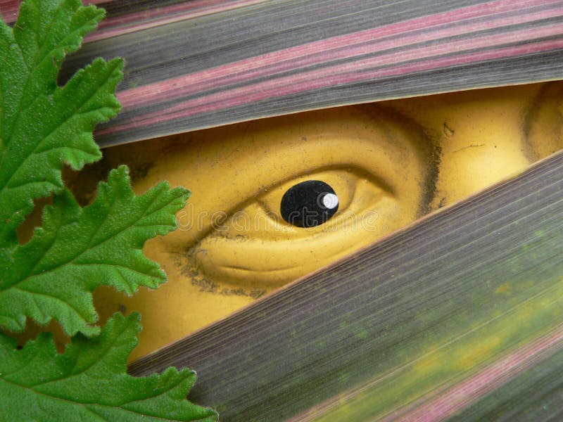 Eye on the garden stock image. Image of leaves, botanical - 1658871