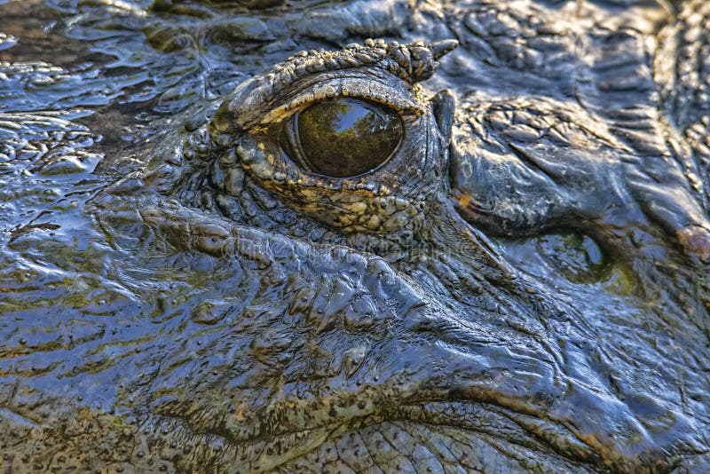 Eye of the Gator stock photo. Image of scales, detail - 138676828