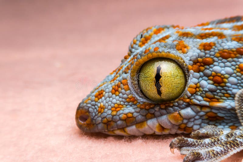Tokay gecko close up stock image. Image of wildlife, nature - 8912947
