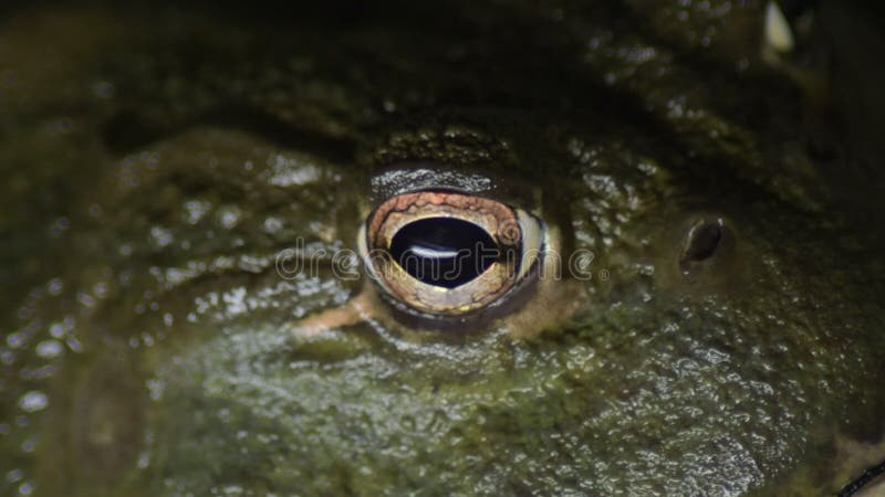Eye of Giant Toad in a Natural Park Stock Footage - Video of natural ...