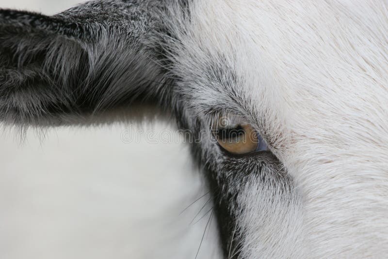 Eye of the Goat stock photo. Image of stare, domestic - 14588000