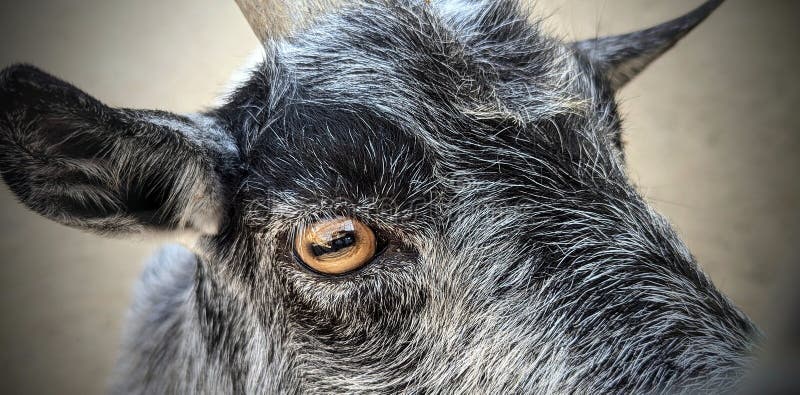 Eye of a goat stock image. Image of goat, nature, animal - 342269405