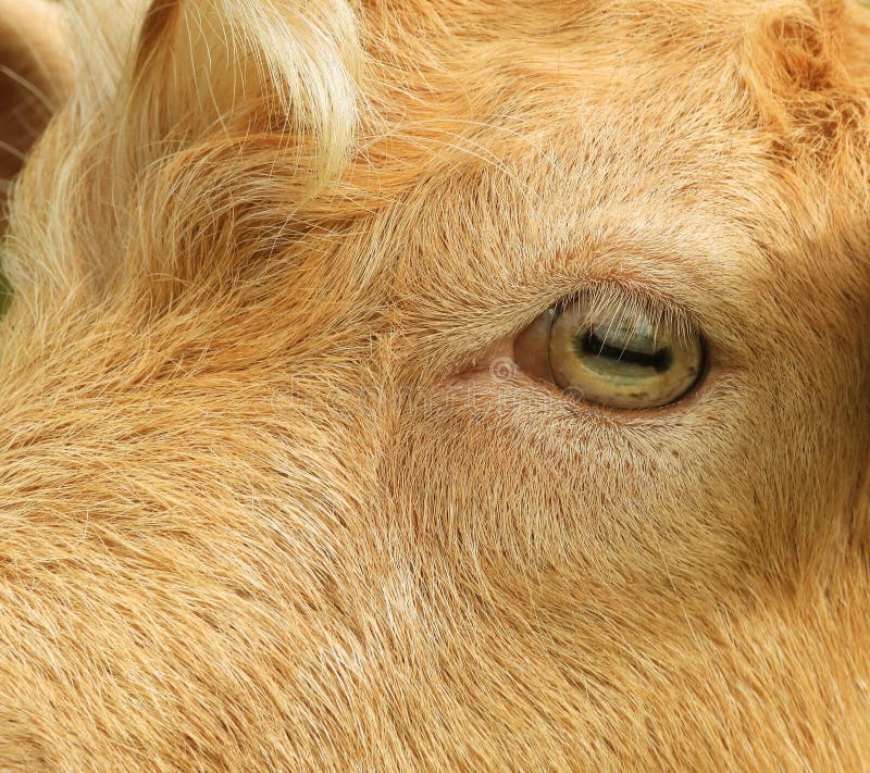 Eye of a goat stock image. Image of farm, happy, business - 206746909