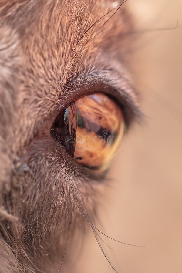The eye of a goat stock image. Image of goat, goats - 140698959