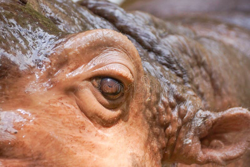 Hippopotamus eye stock photo. Image of sunny, hippo, tear - 16730830