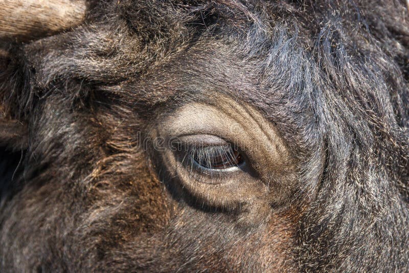 Eye and horn of yak stock photo. Image of buffalo, nose - 177905714